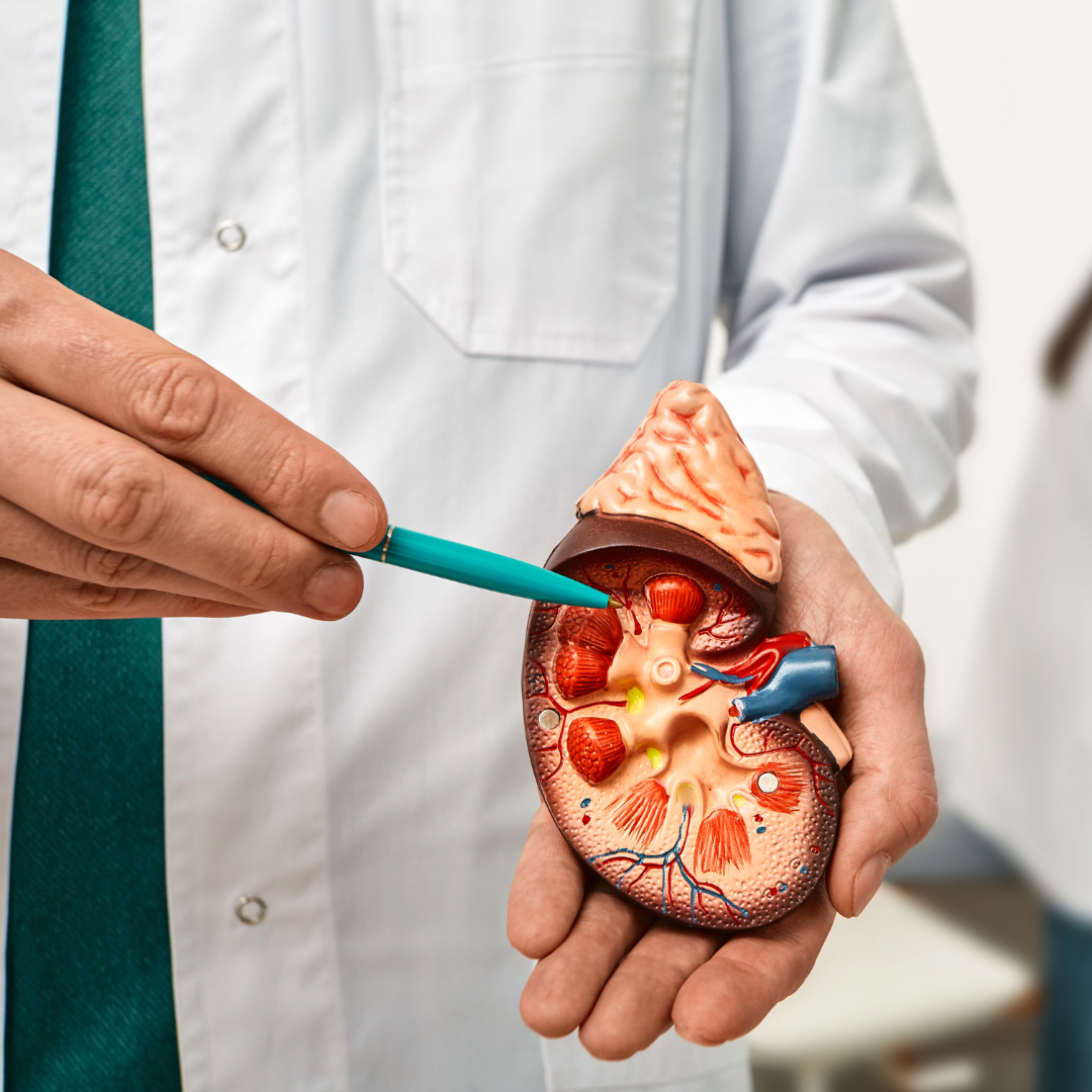 Know Your Risks For Kidney Disease | Michigan Association of Health ...